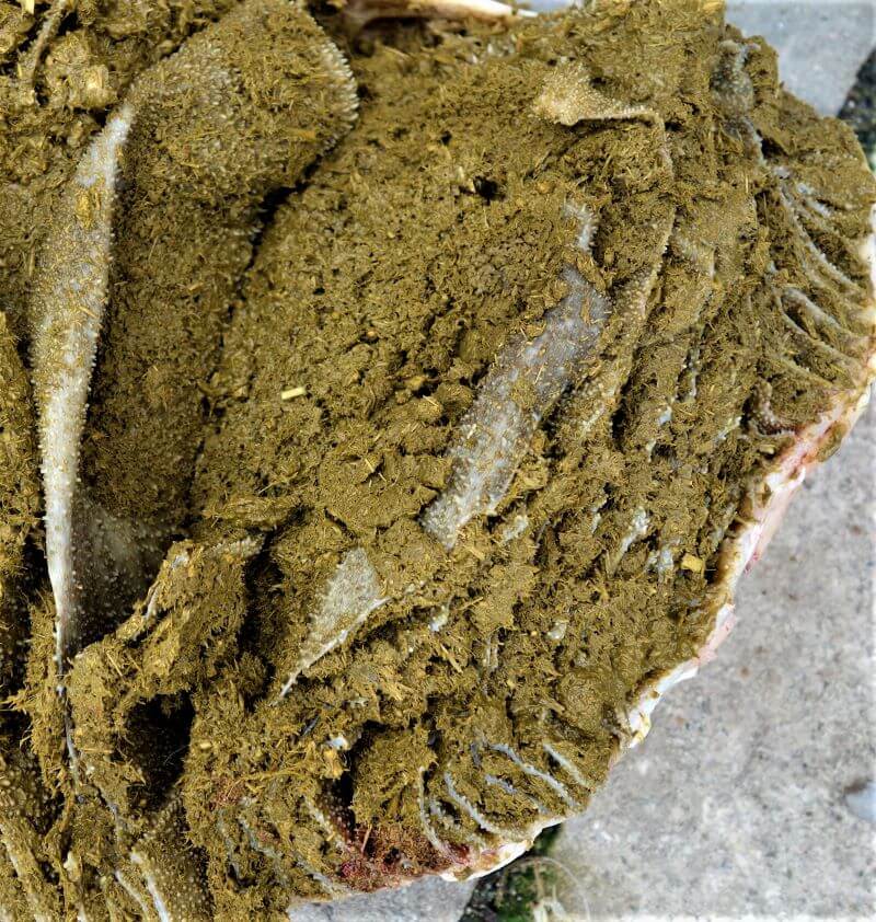 Verdauungstrakt - Q und Oxn Schule Zengermoos